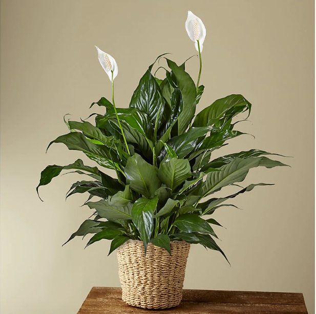 Peace Lily in Basket | Lepley & Co. LLC